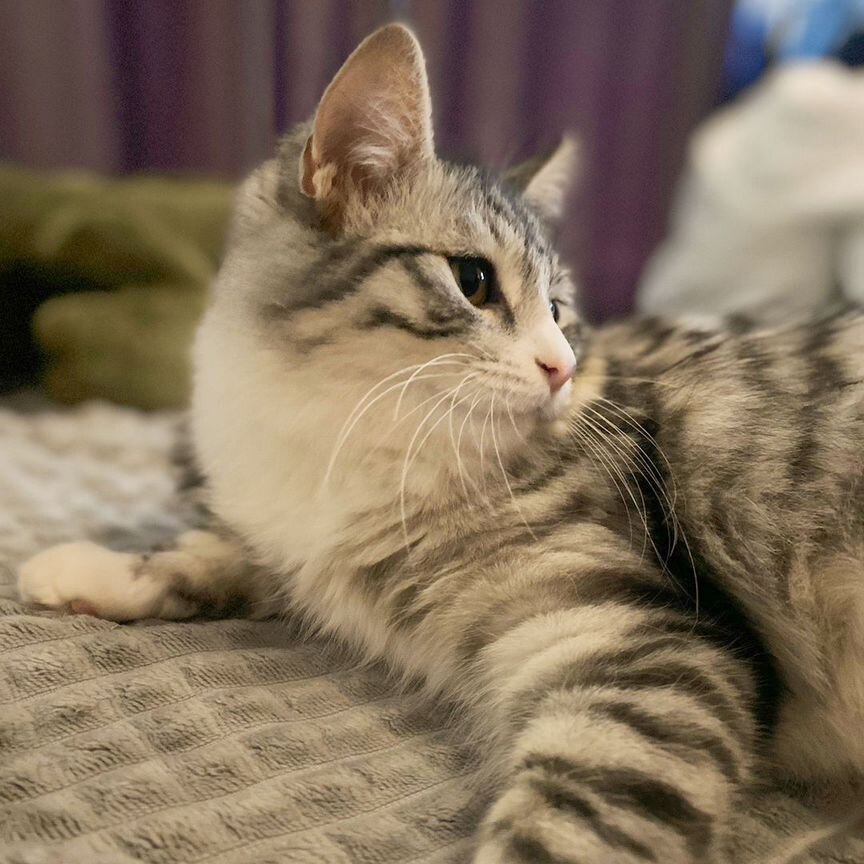 Кошки курильский бобтейл
