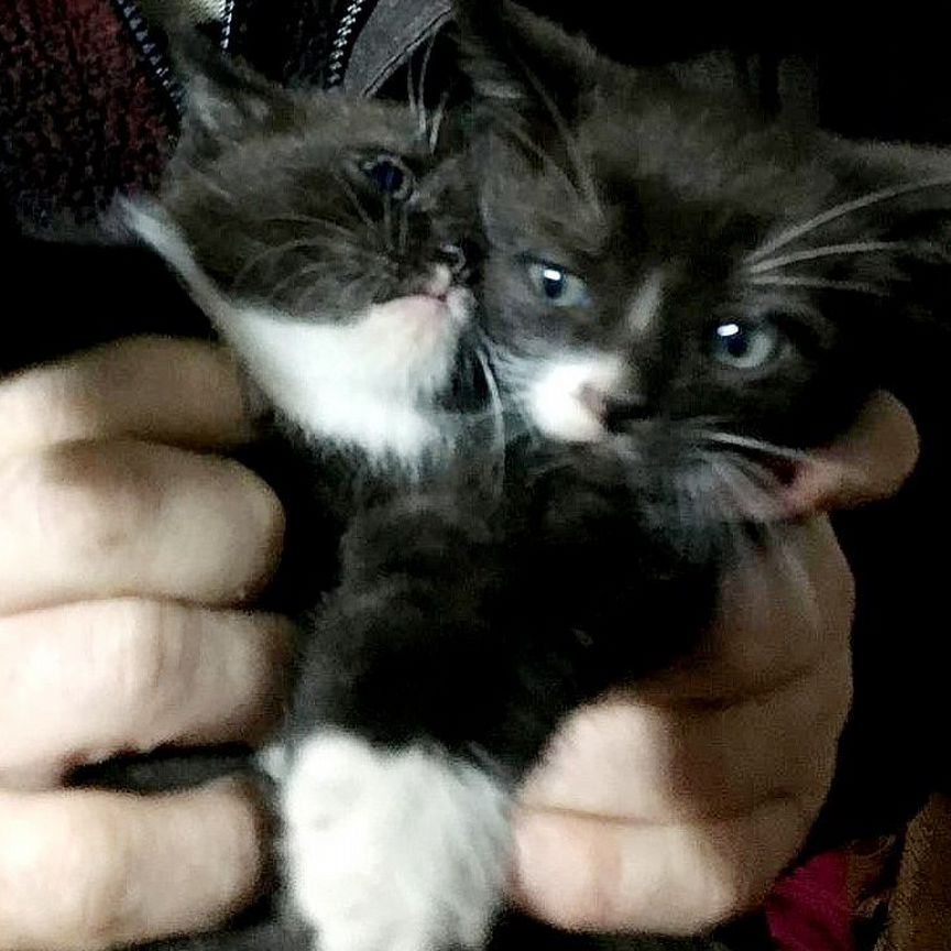 Котята медвежата на заводе в опасности Ищут дом