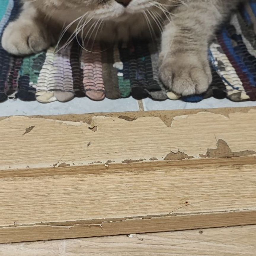 Кошка Миша