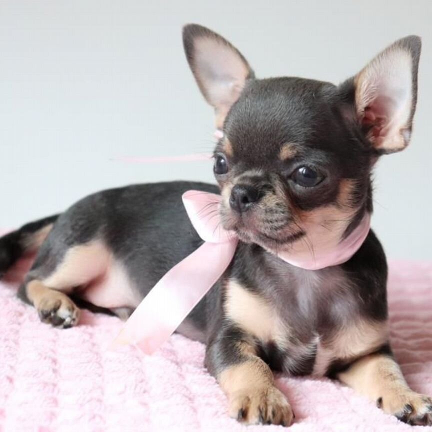 Чихуахуа голубо подпалый малыш