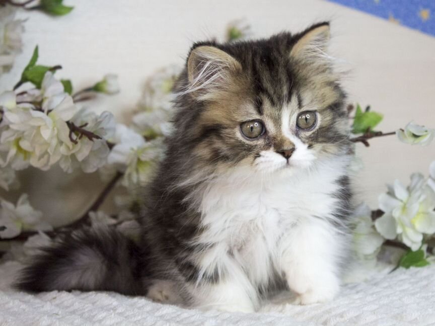Котята манчкин