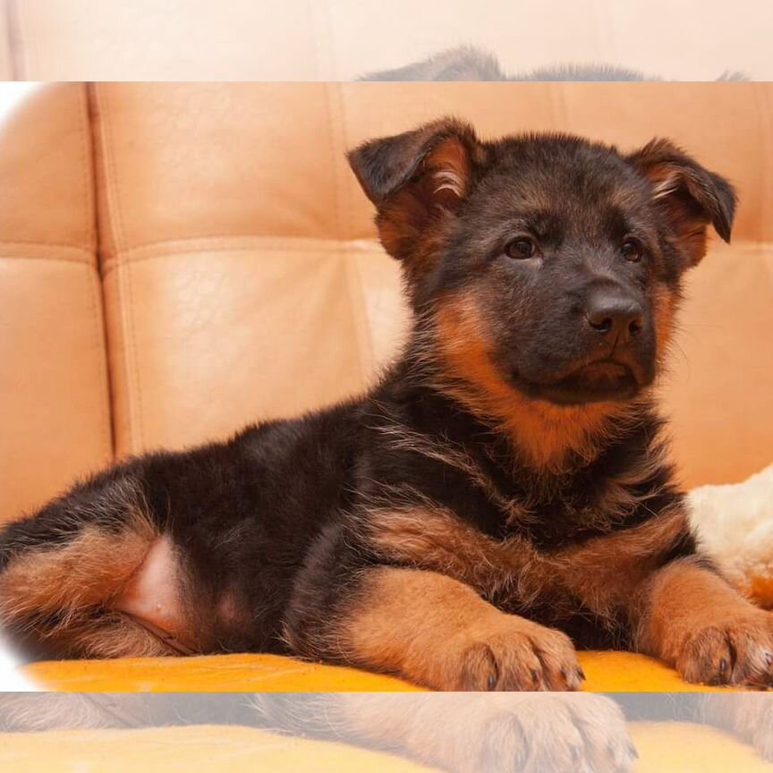 Немецкая овчарка, щенок