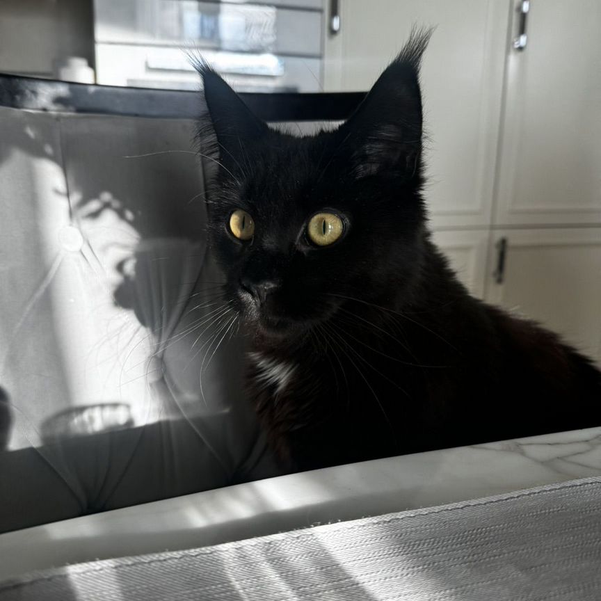 Мейн-кун котёнок