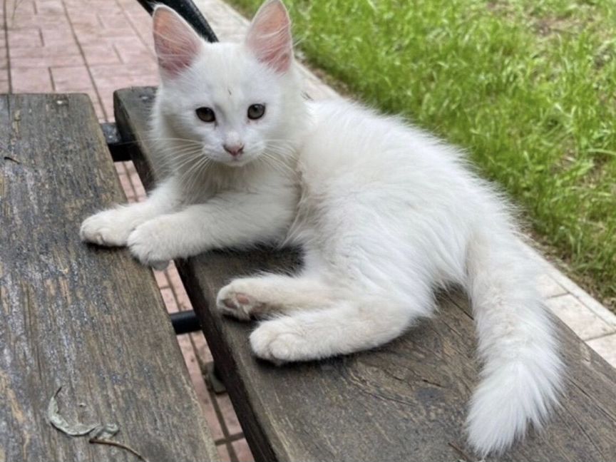 Кошечка