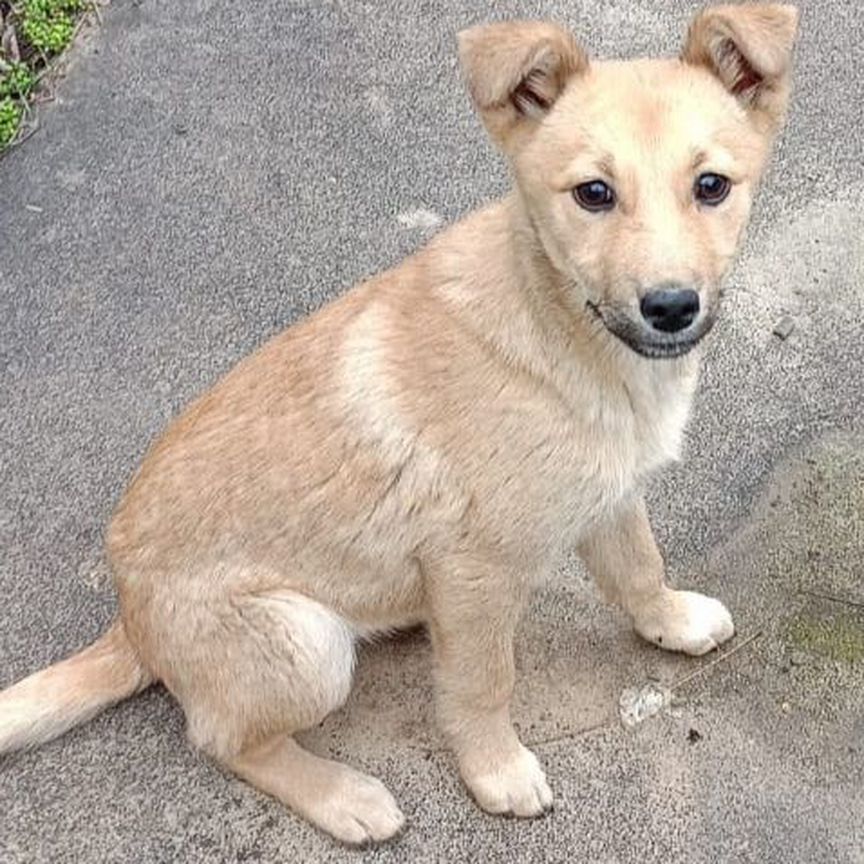 Отдам в добрые руки