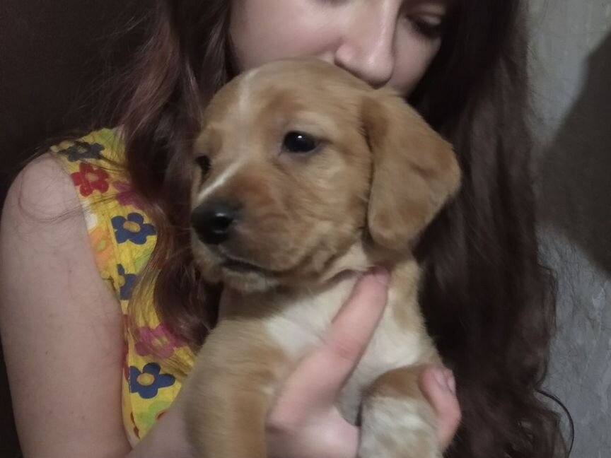 Собаки бесплатно в добрые руки щенки