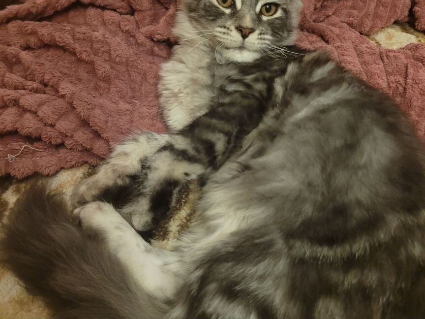 Котенок мейн-кун