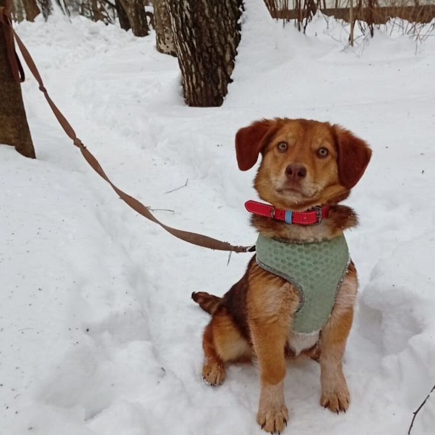Щенок в добрые руки