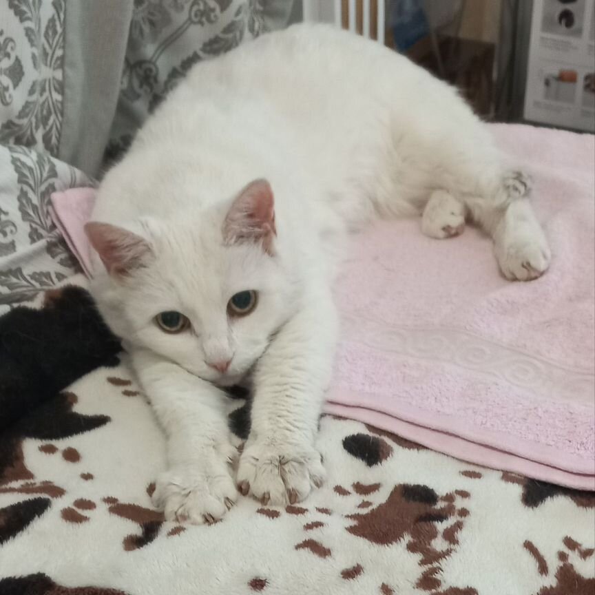 Отдам кота в добрые руки бесплатно
