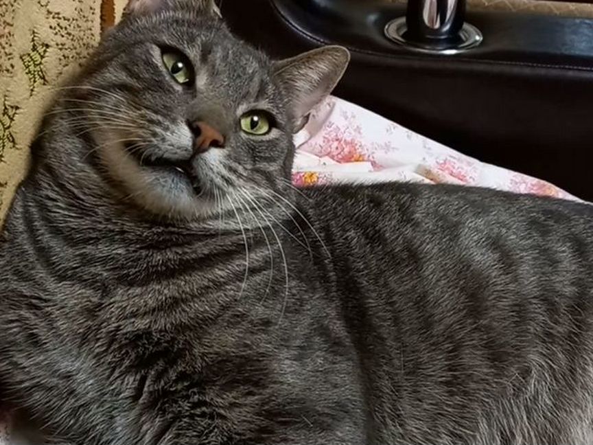 Кот Марсик