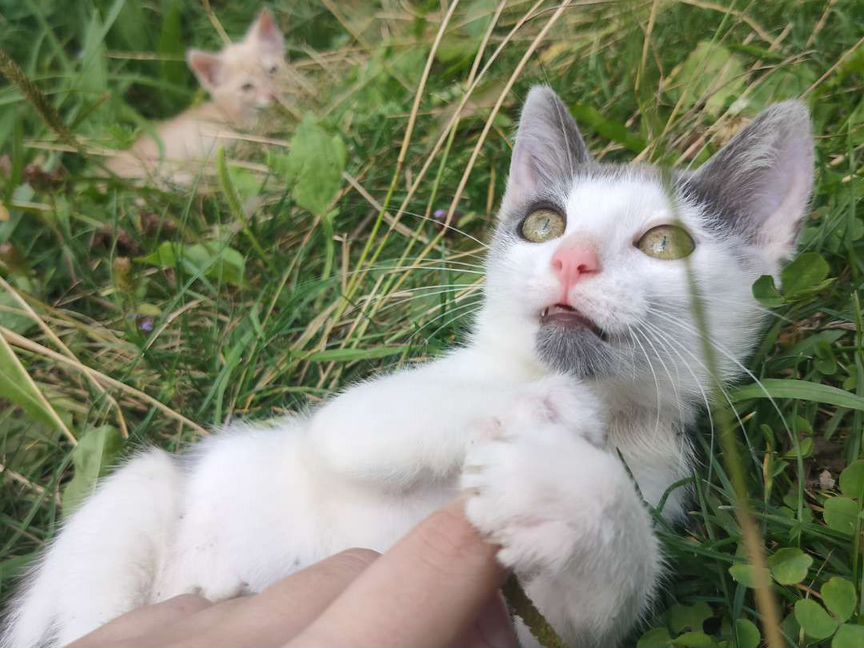 Кошки в добрые руки