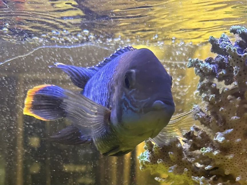 Акара бирюзовая