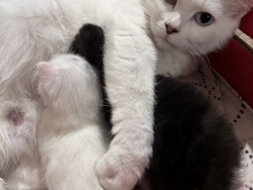 Шотландские котята
