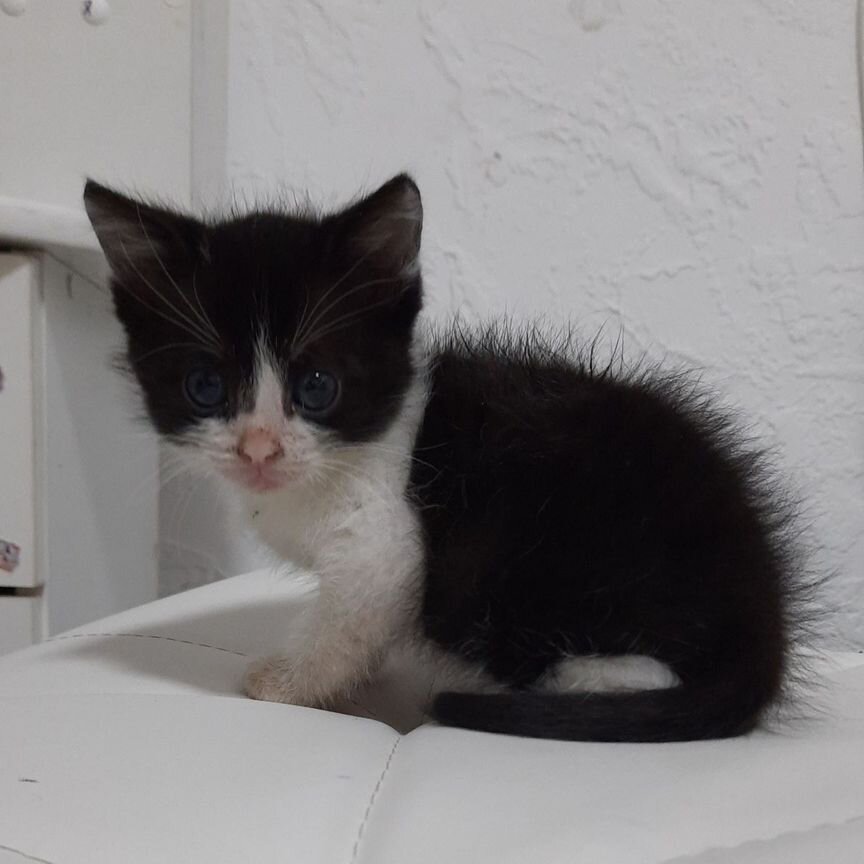 Красавец котенок