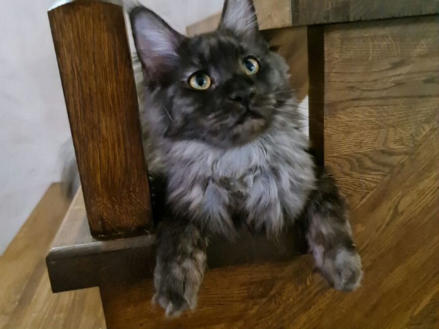 Мейн-кун девочка