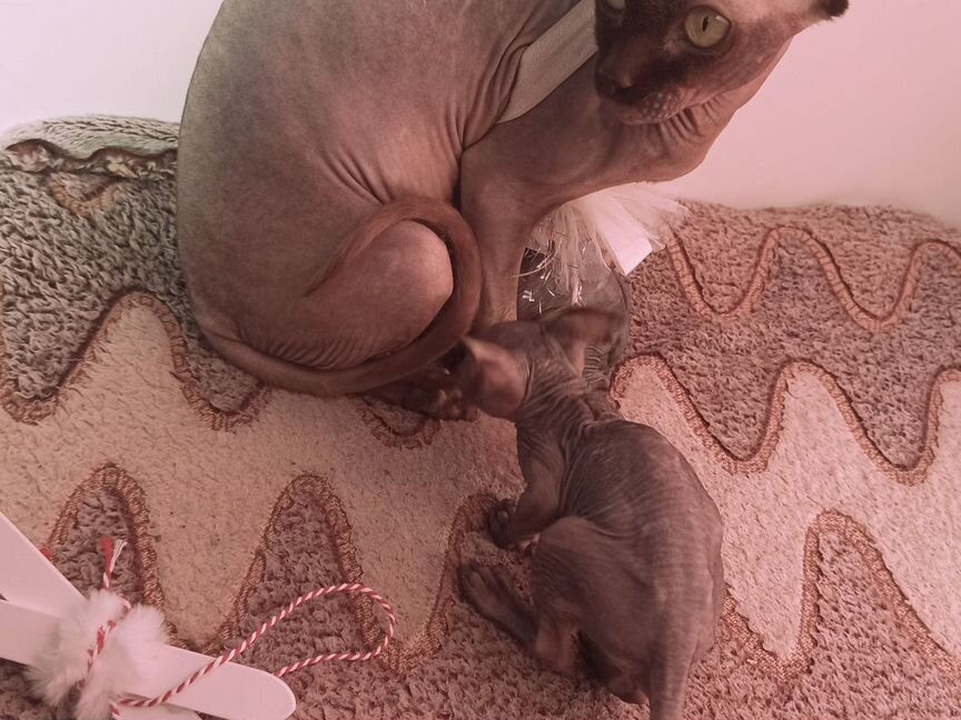 Канадский сфинкс котята