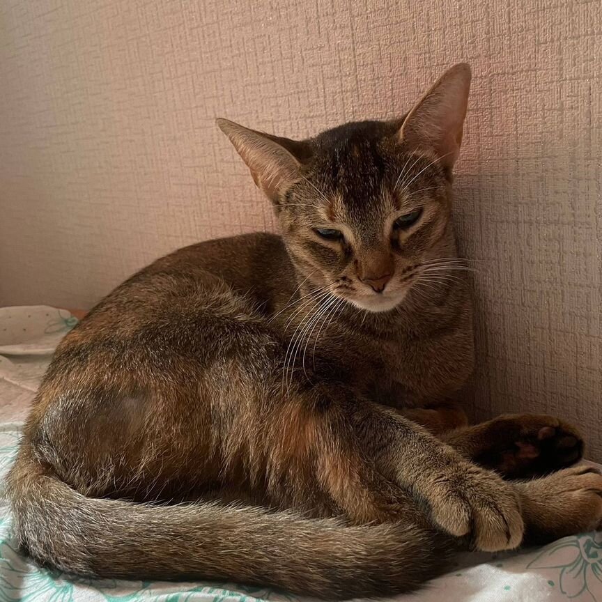 Абиссинская кошка бесплатно