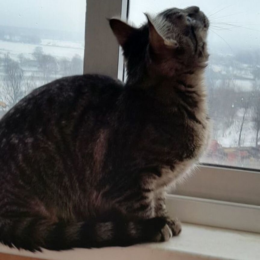 Отдам кота в добрые руки