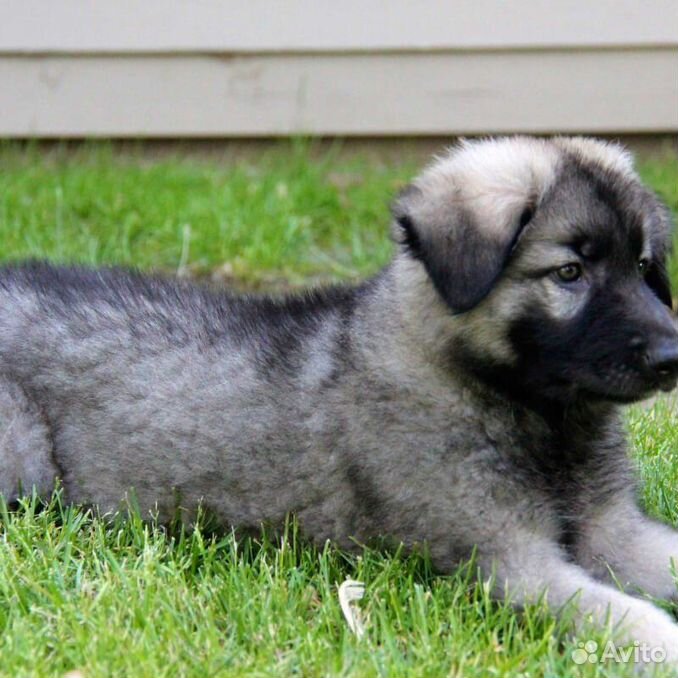 Щенки от зонарных волчьих немецких овчарок