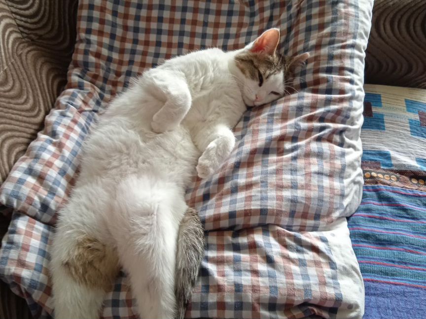 Кот в добрые руки. К латку приучен