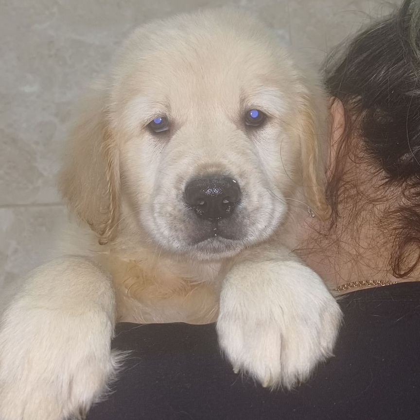 Щенки золотистого ретривера мальчики