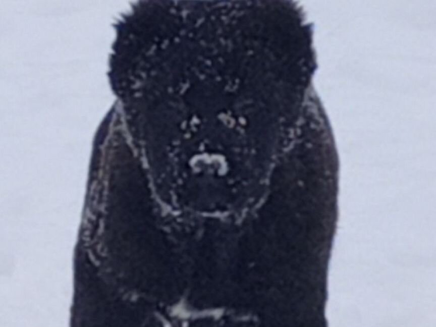 Среднеазиатская овчарка