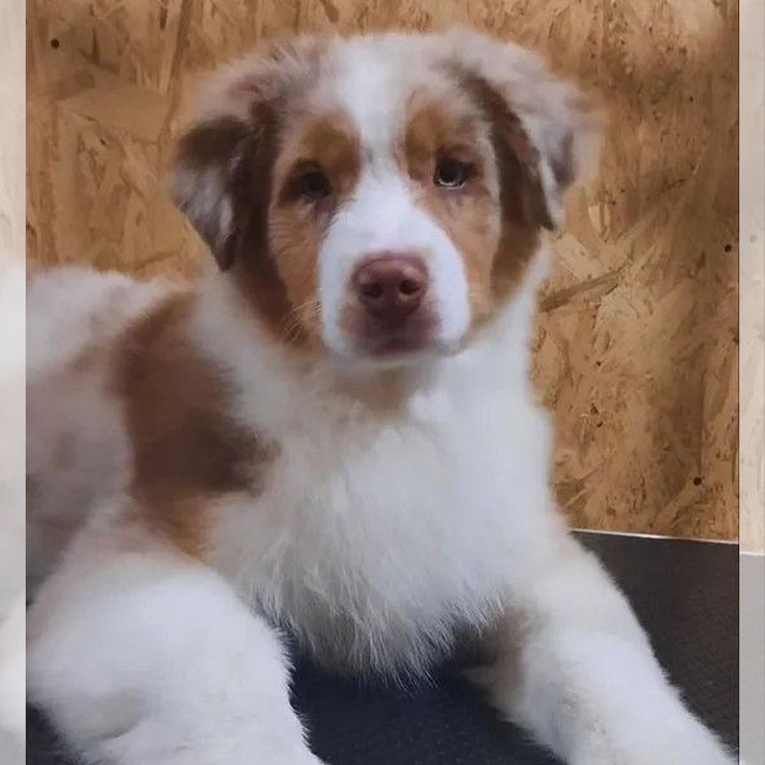 Австралийская овчарка, щенок