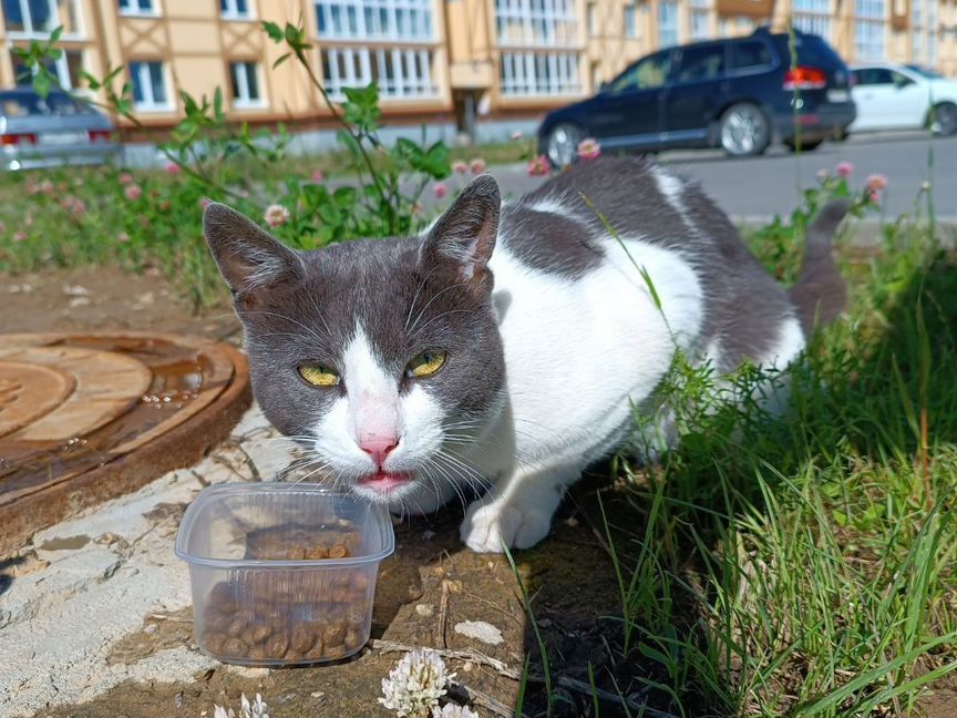 Котик в добрые руки