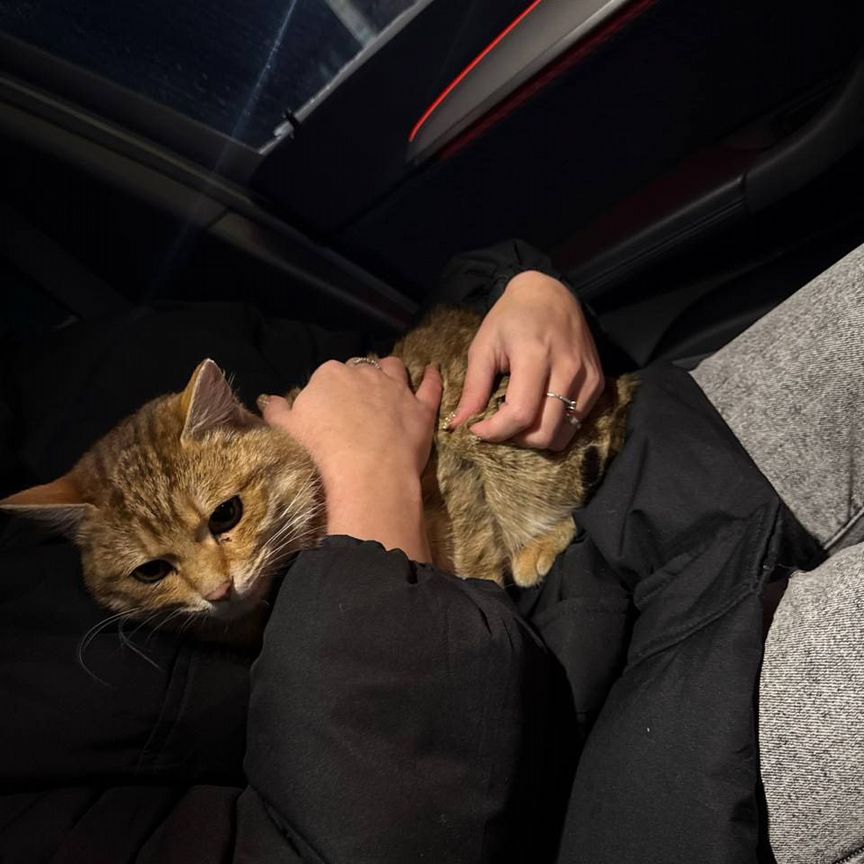 Взрослая кошка в добрые руки