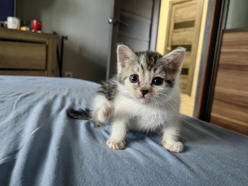 Котёныш ищет дом