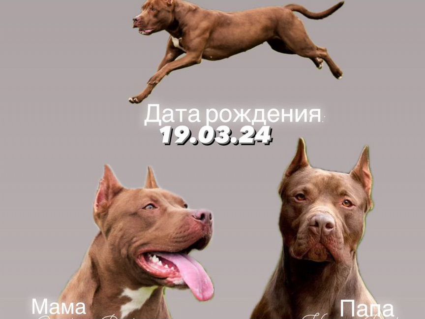 Питбуль прайтер