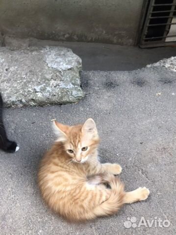 Котенок