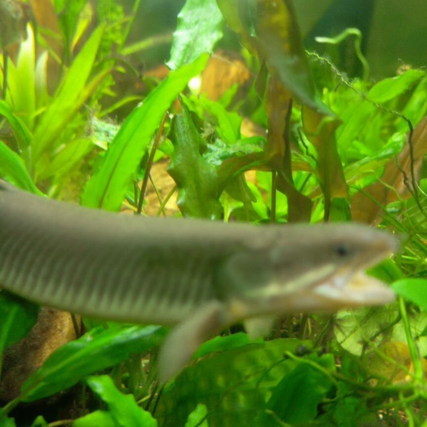 Отдам полиптерусов (пара)