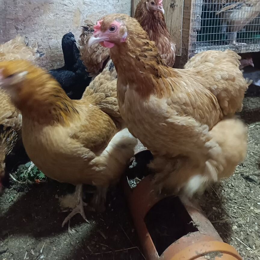 Куры породы брама