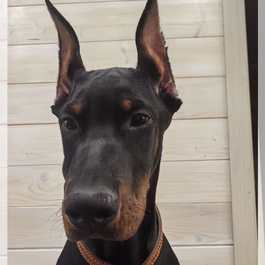 Продам добермана