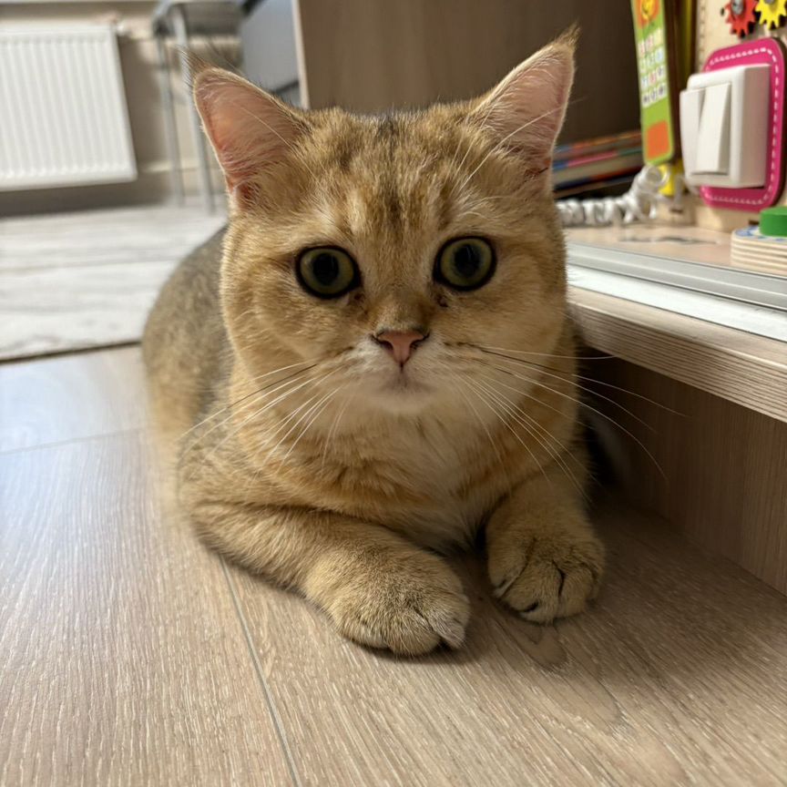 Британский кот