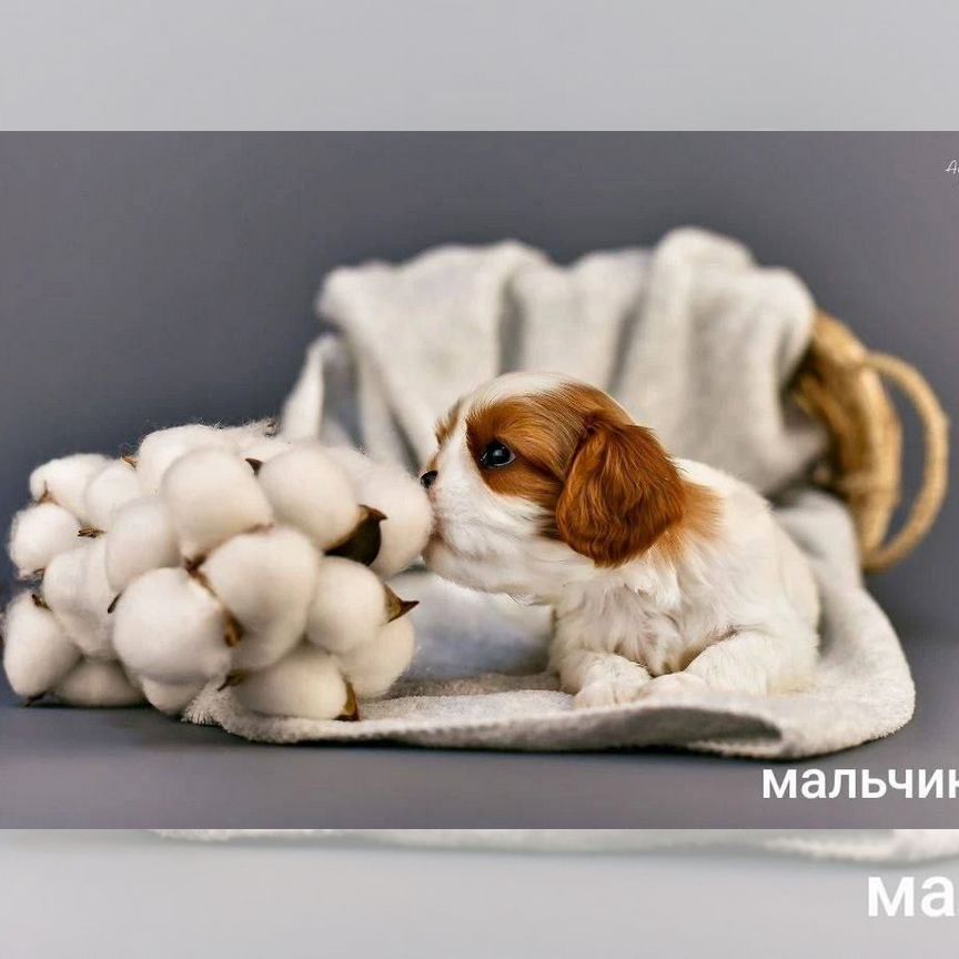 Кавалер кинг-чарльз-спаниель, щенок