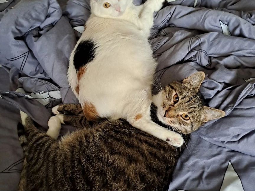 Кошка и кот в добрые руки