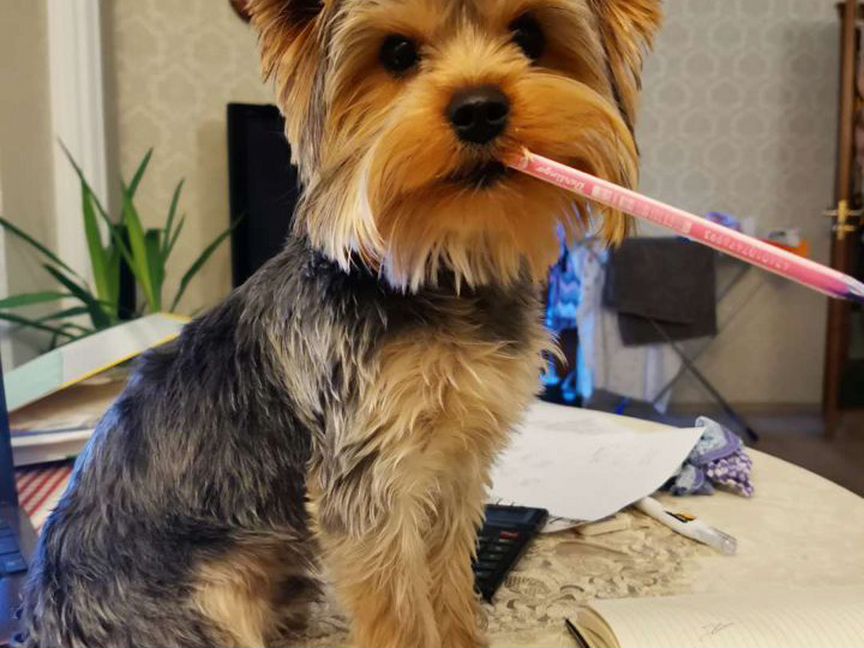 Вязка Йоркширский терьер