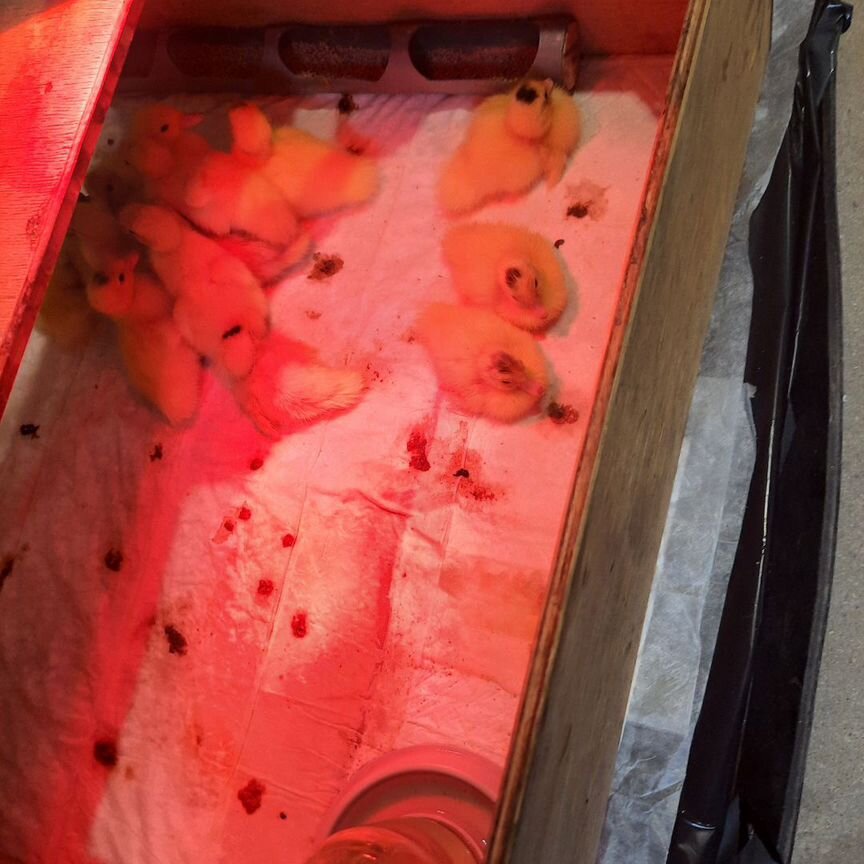 Продам индоутят