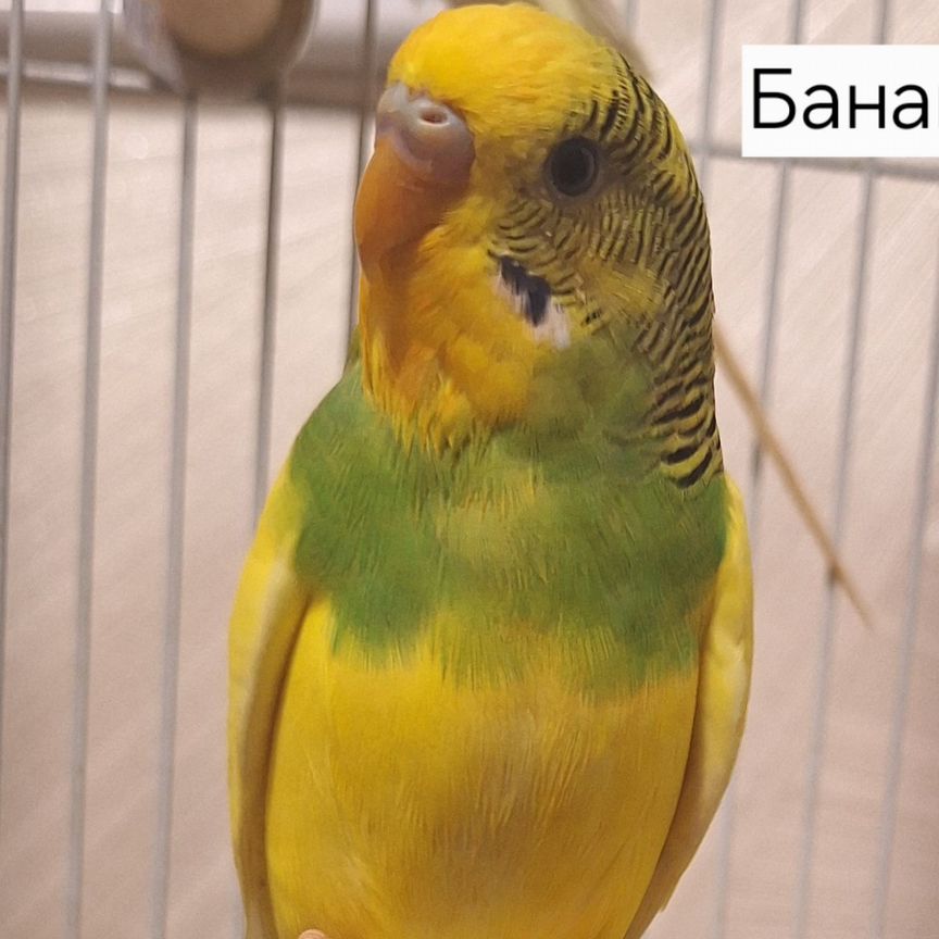 Волнистый попугай