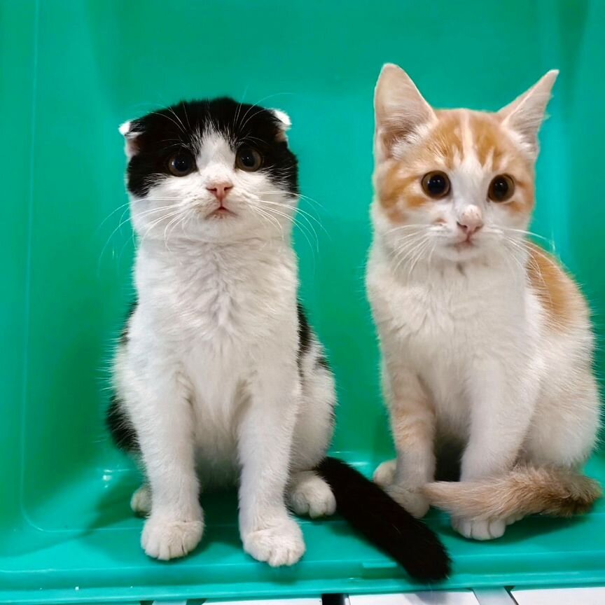 Котята в добрые руки