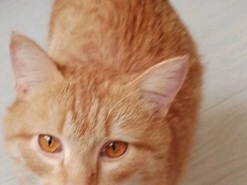 Кот ищет дом