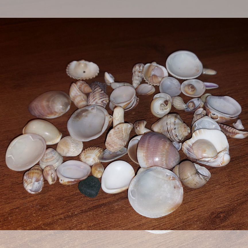 Набор ракушек для аквариума