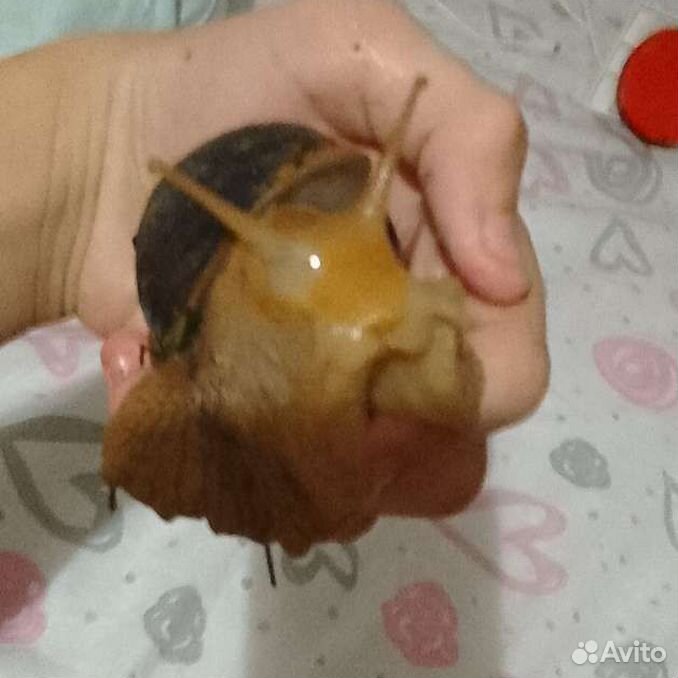 Улитки ахатины имакулята 3 штуки