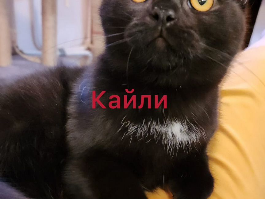 Котята в добрые руки бесплатно