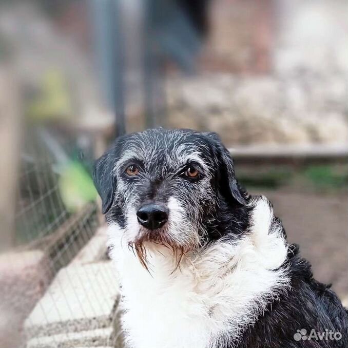 Умница Гретта в добрейшие руки