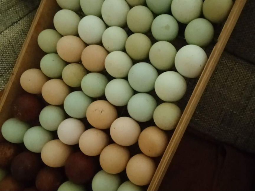 Инкубационное яйцо Новокуйб-Чапаевск-Безенчук