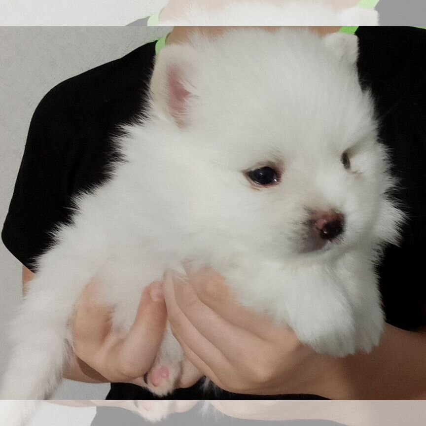 Щенки шпица