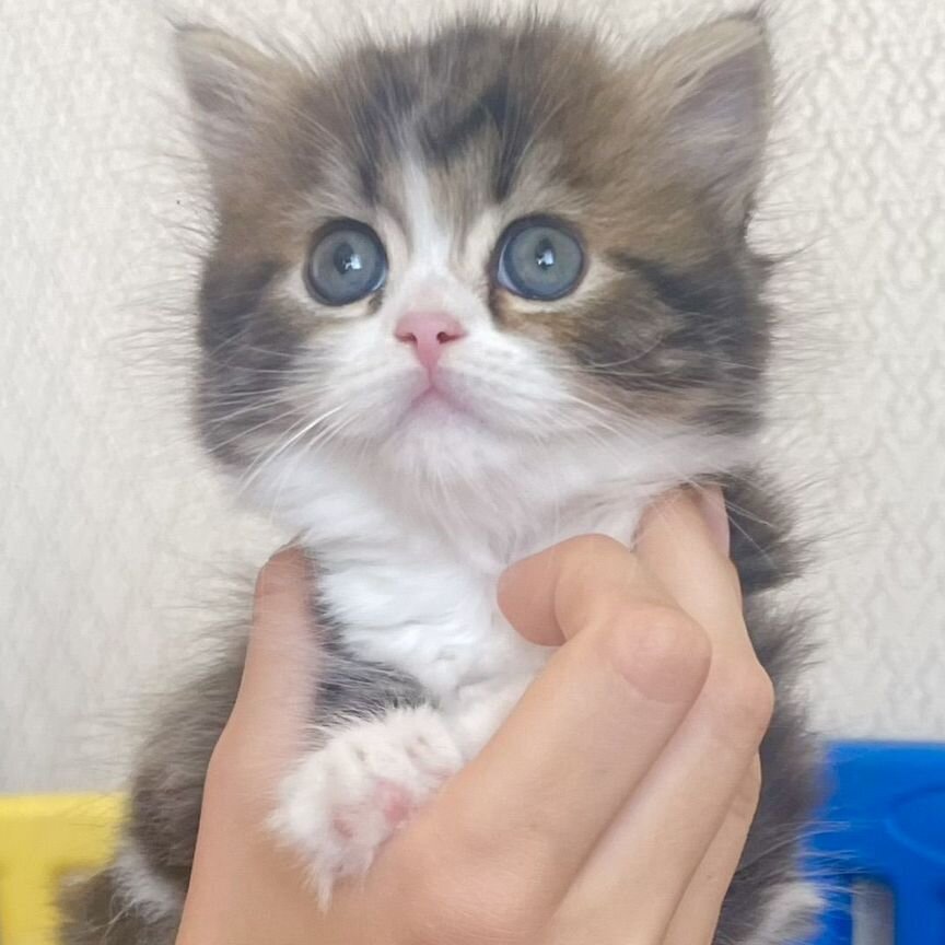 Шотландский длинношерстный котенок